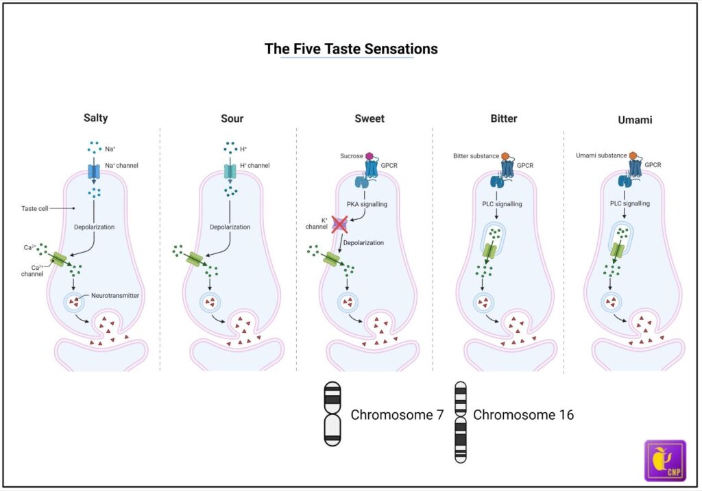 Do Taste Perception, Preference & Dietary Intake Behavior Interconnect?