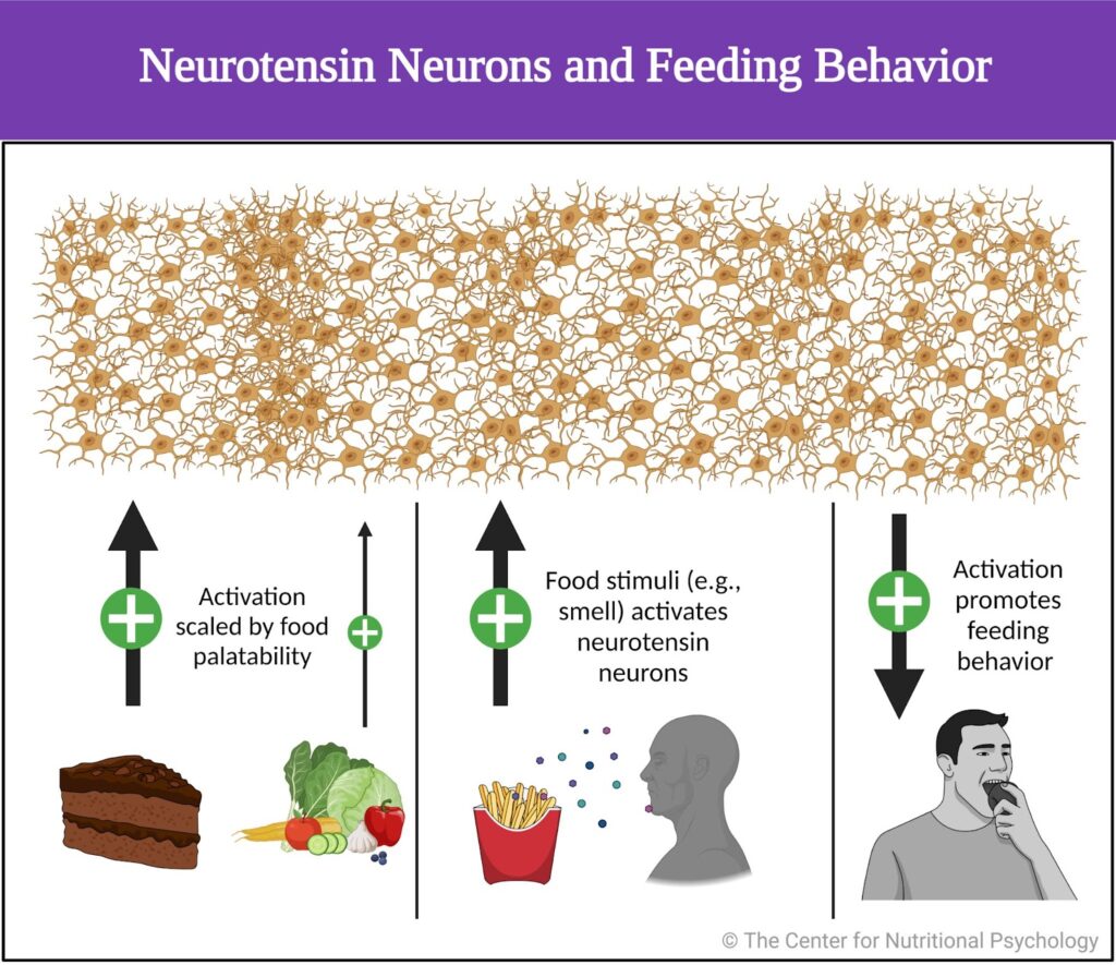 Why Are Hyper-palatable Foods So Alluring? - Nutritional Psychology