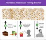 Why Are Hyper-palatable Foods So Alluring? - Nutritional Psychology