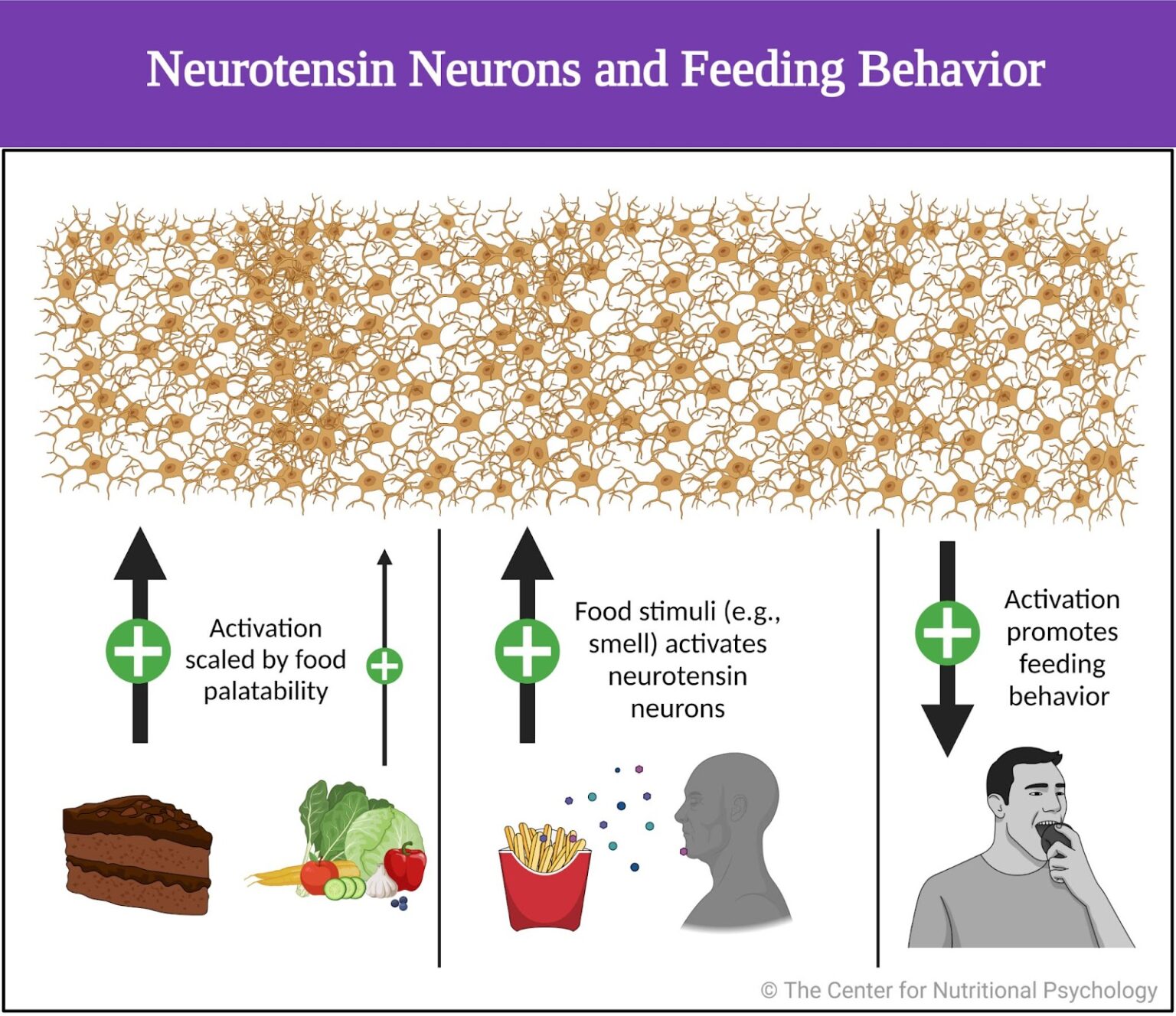 Why Are Hyper-palatable Foods So Alluring? - Nutritional Psychology