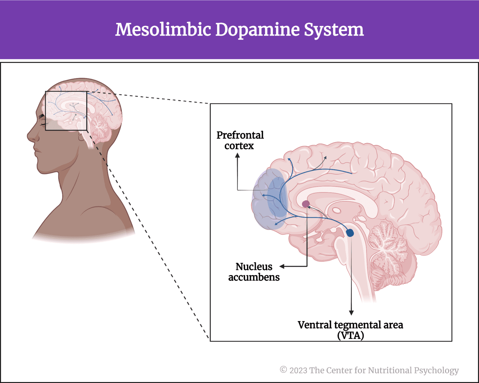 Patterns Of Neural Activity In Obese Persons - Nutritional Psychology