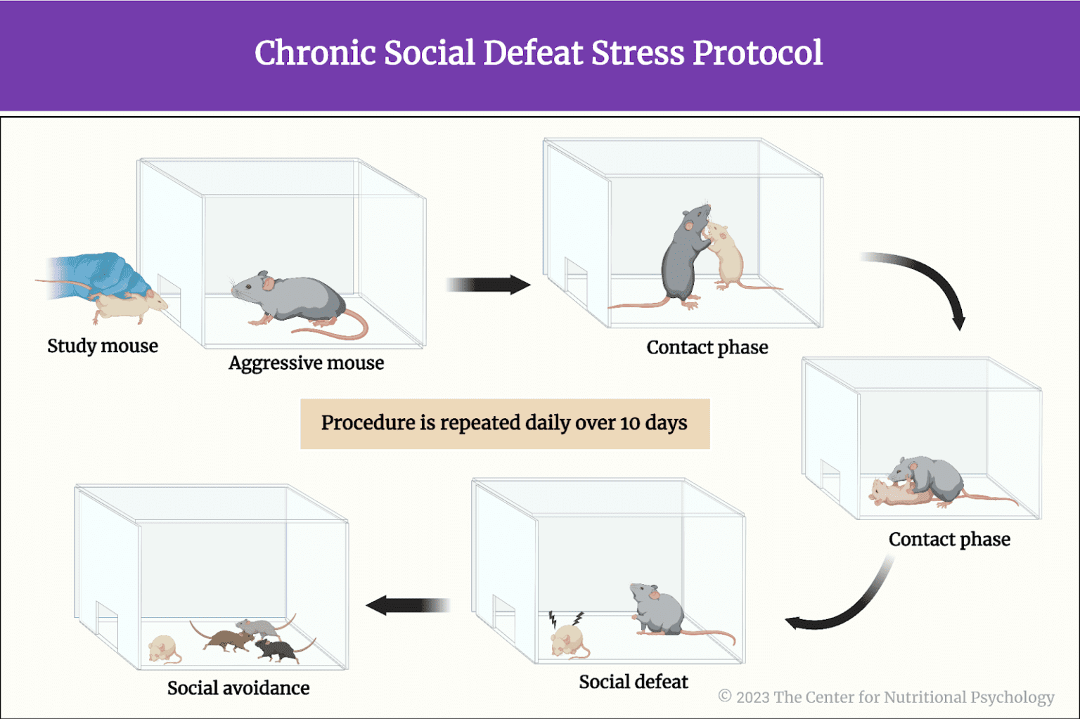 How does Chronic Stress Affect the Gut Microorganisms