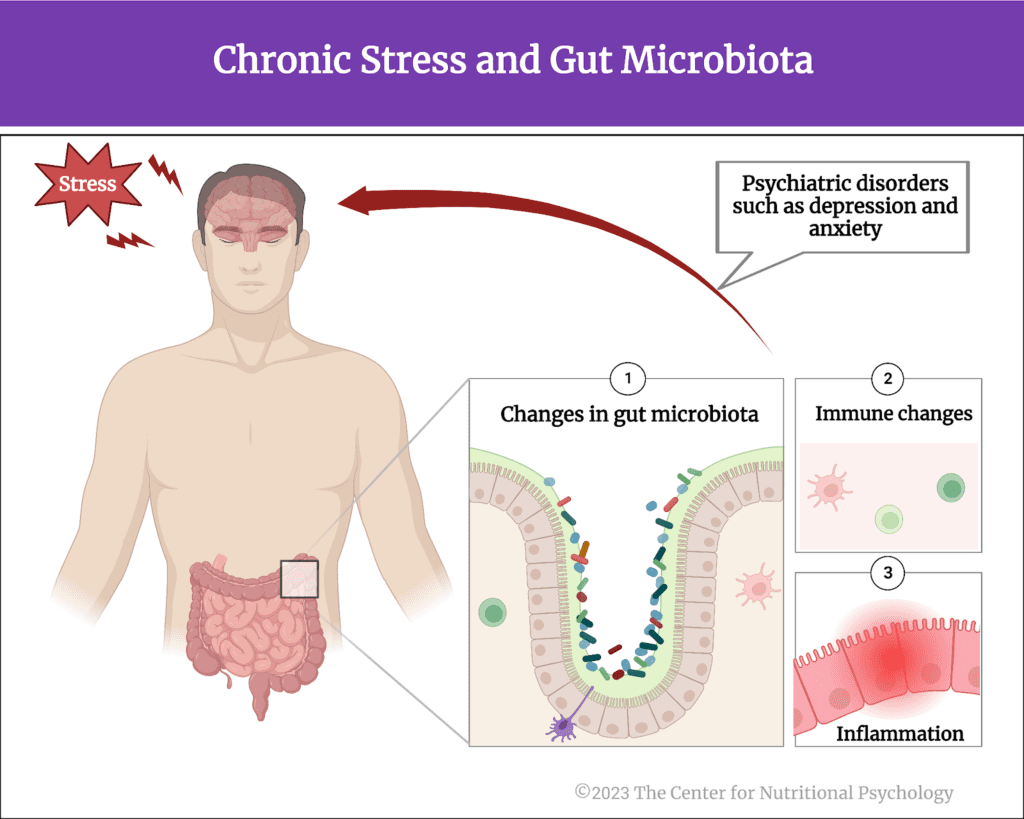 How does Chronic Stress Affect the Gut Microorganisms