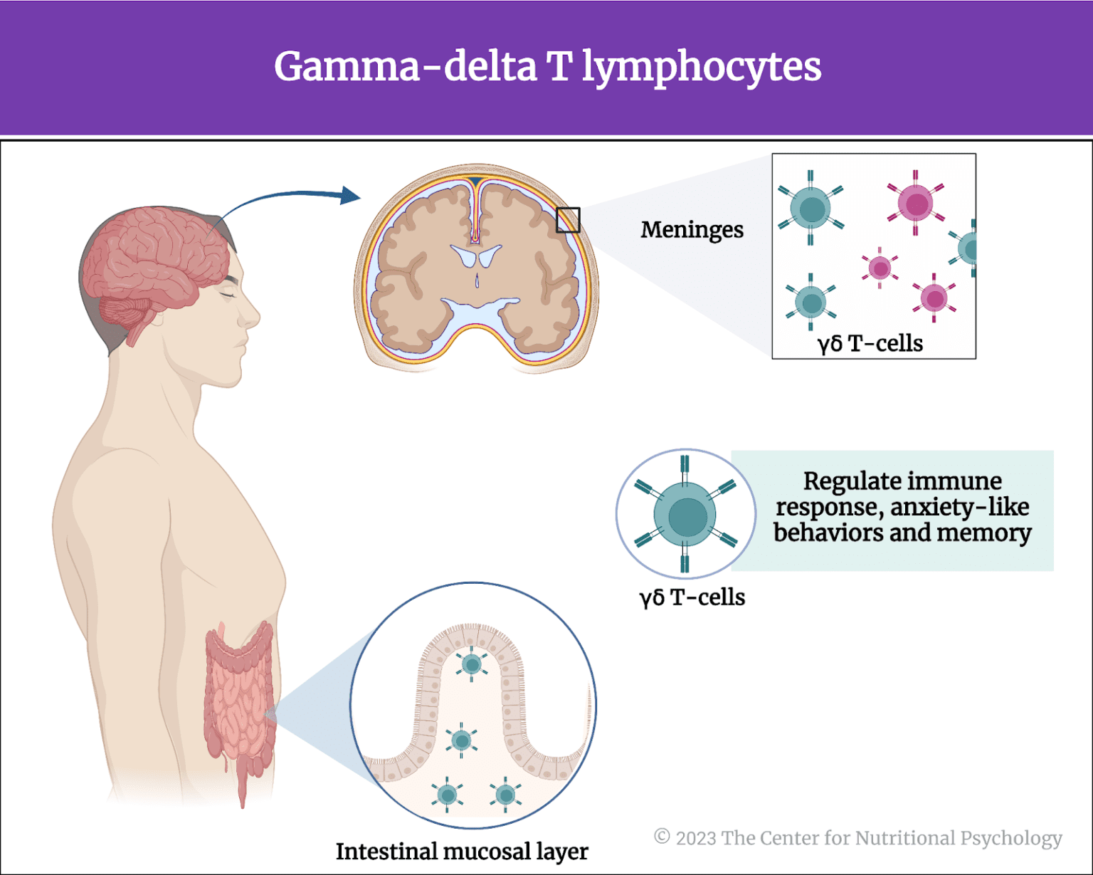How does Chronic Stress Affect the Gut Microorganisms