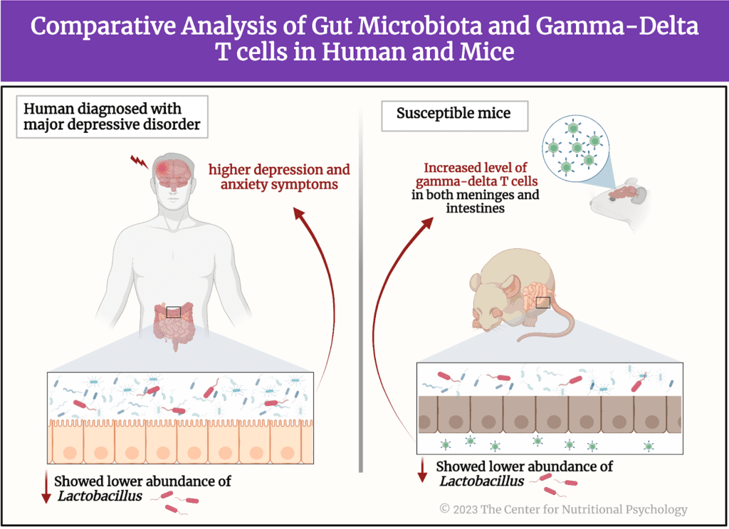 How does Chronic Stress Affect the Gut Microorganisms