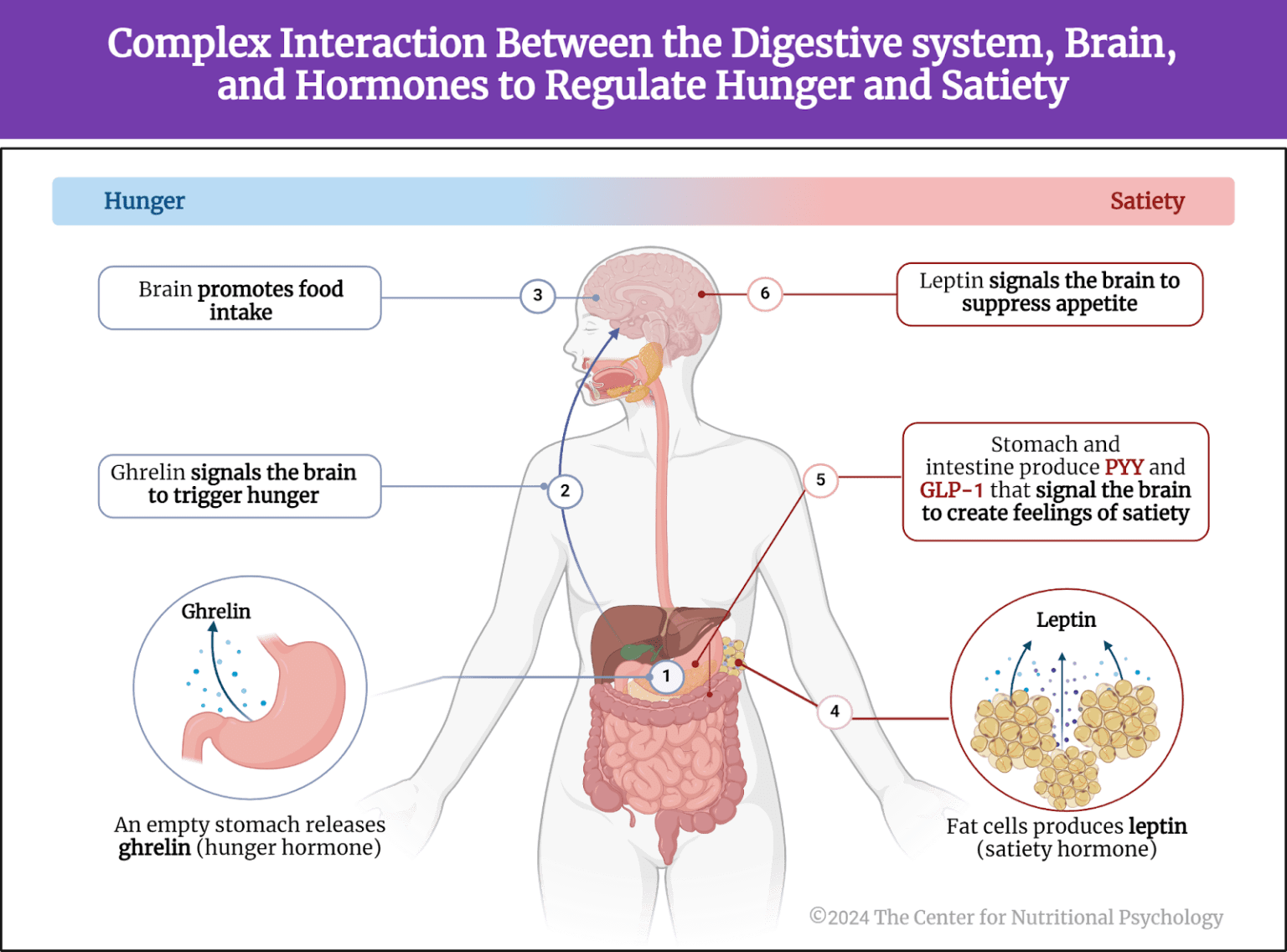 Do Gut Microbiota Play an Important Role in Regulating Food Intake and ...
