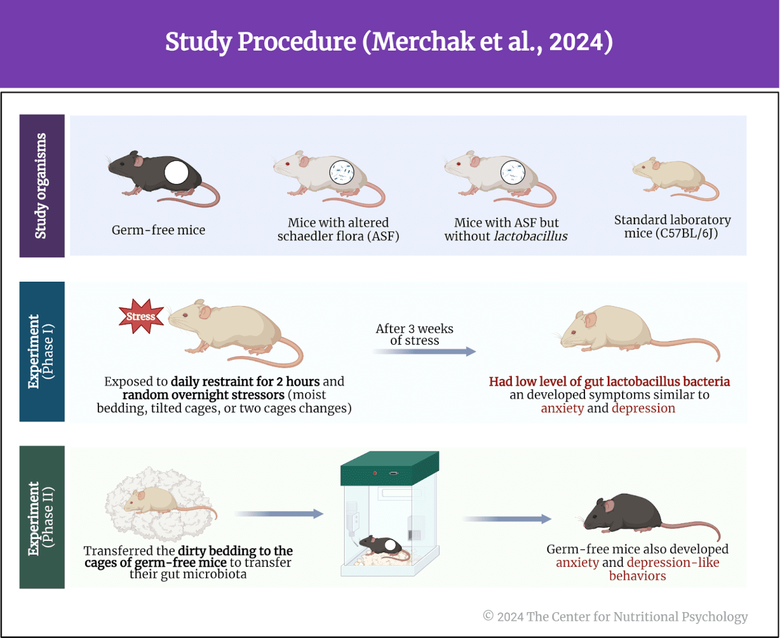 Lactobacillus Bacteria in the Gut Increase Stress Resilience in Mice