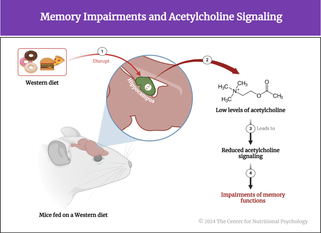 Western Diet Impairs Memory in Rats. Can It Do So in Humans?