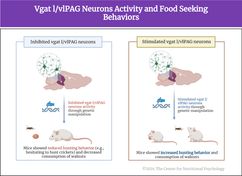 Neurons Trigger Food-Seeking in Mice: New Study