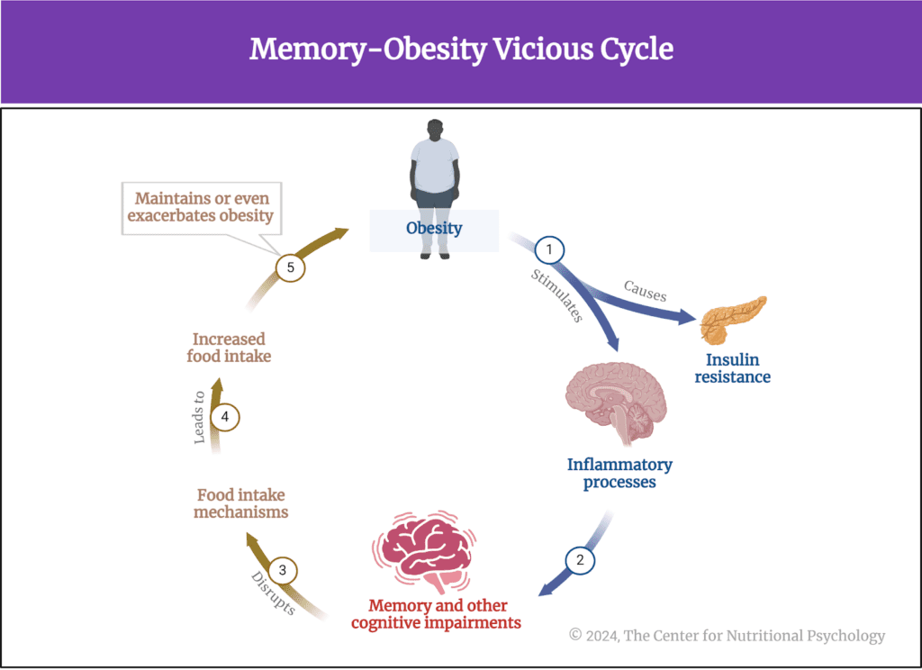 Memory and Food Intake Regulation Likely Maintains Obesity