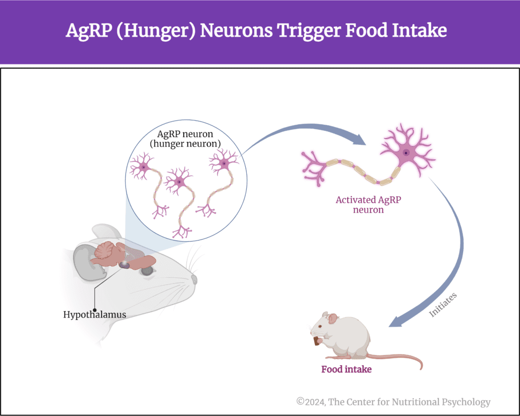 Neurons Trigger Food-Seeking in Mice: New Study
