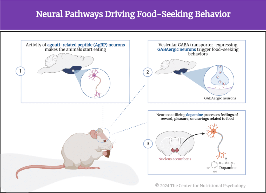 Stress Changes Feeding Behavior in Mice. What About People?