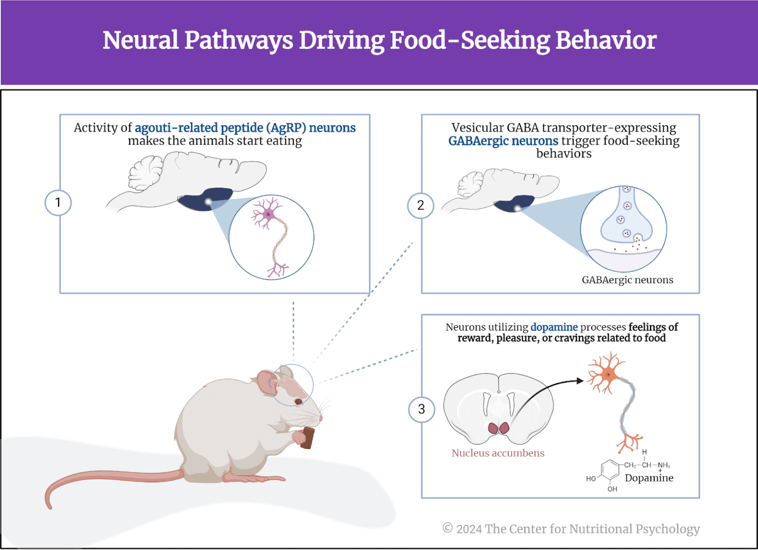 Stress Changes Feeding Behavior in Mice. What About People?