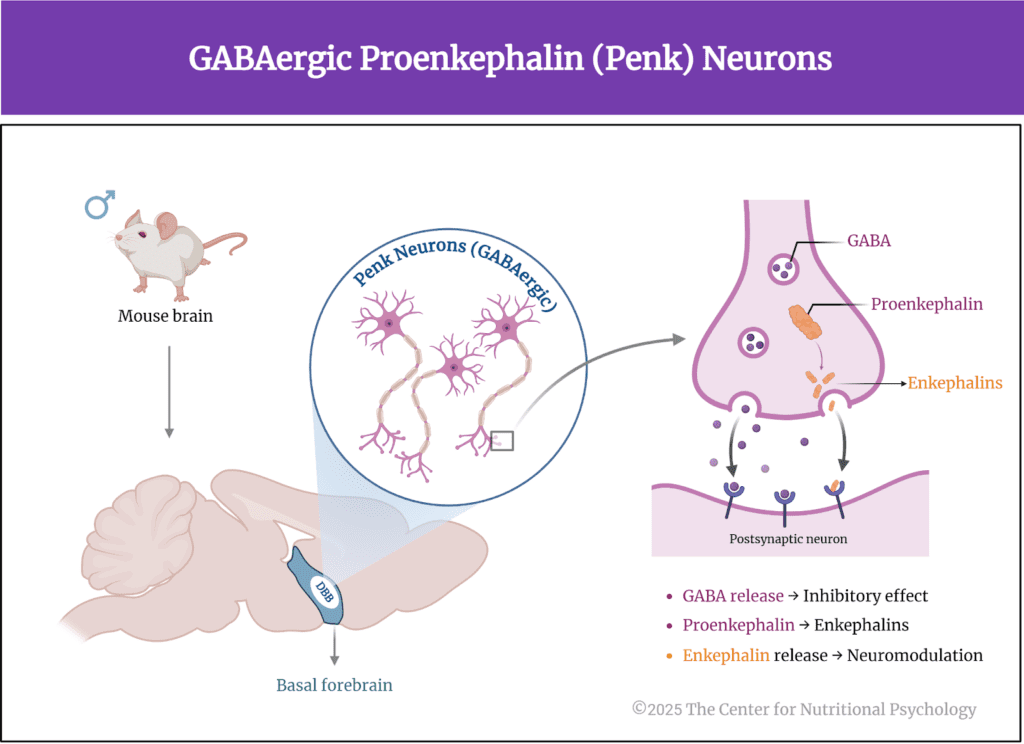 Brain Neurons: Eating Need vs Pleasure Explained - The Center for ...