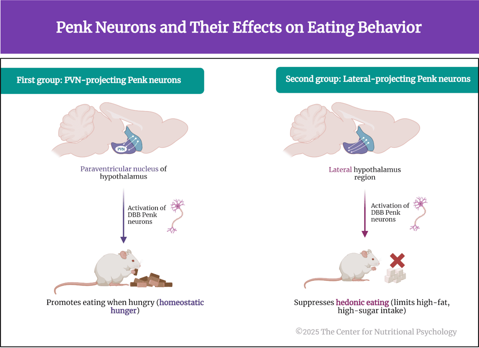 Do Different Brain Neurons Control Eating for Need vs. Pleasure? - The ...