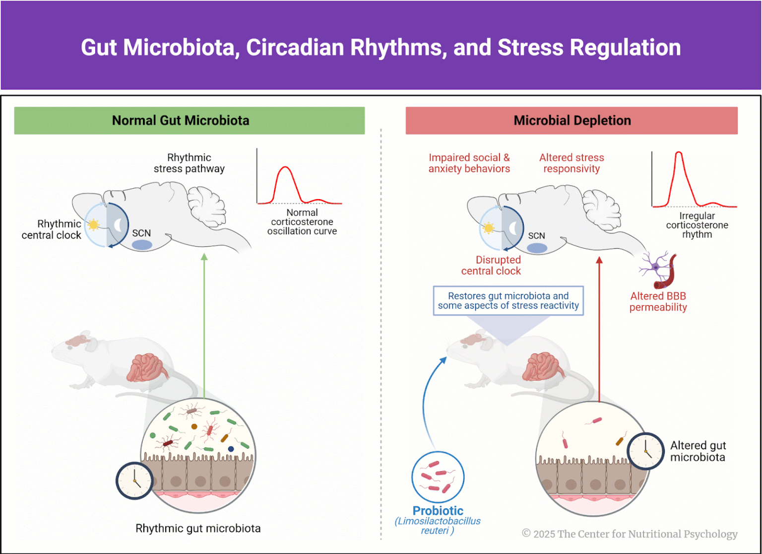Study Finds Daily Changes in Gut Microbiota Influence Stress Response - The Center for ...