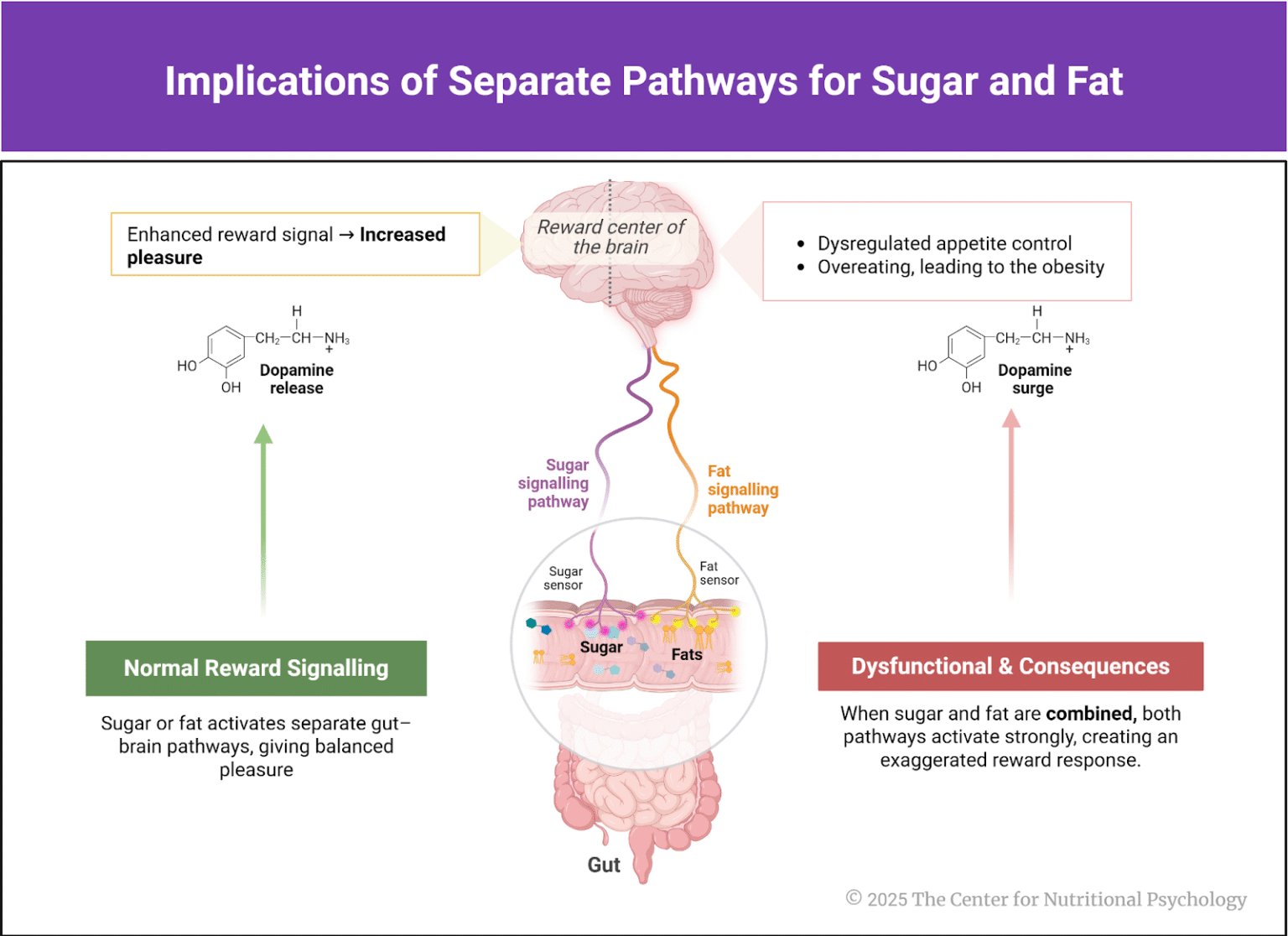 Five Stages of Ultra-Processed Food Addiction Explained - The Center ...
