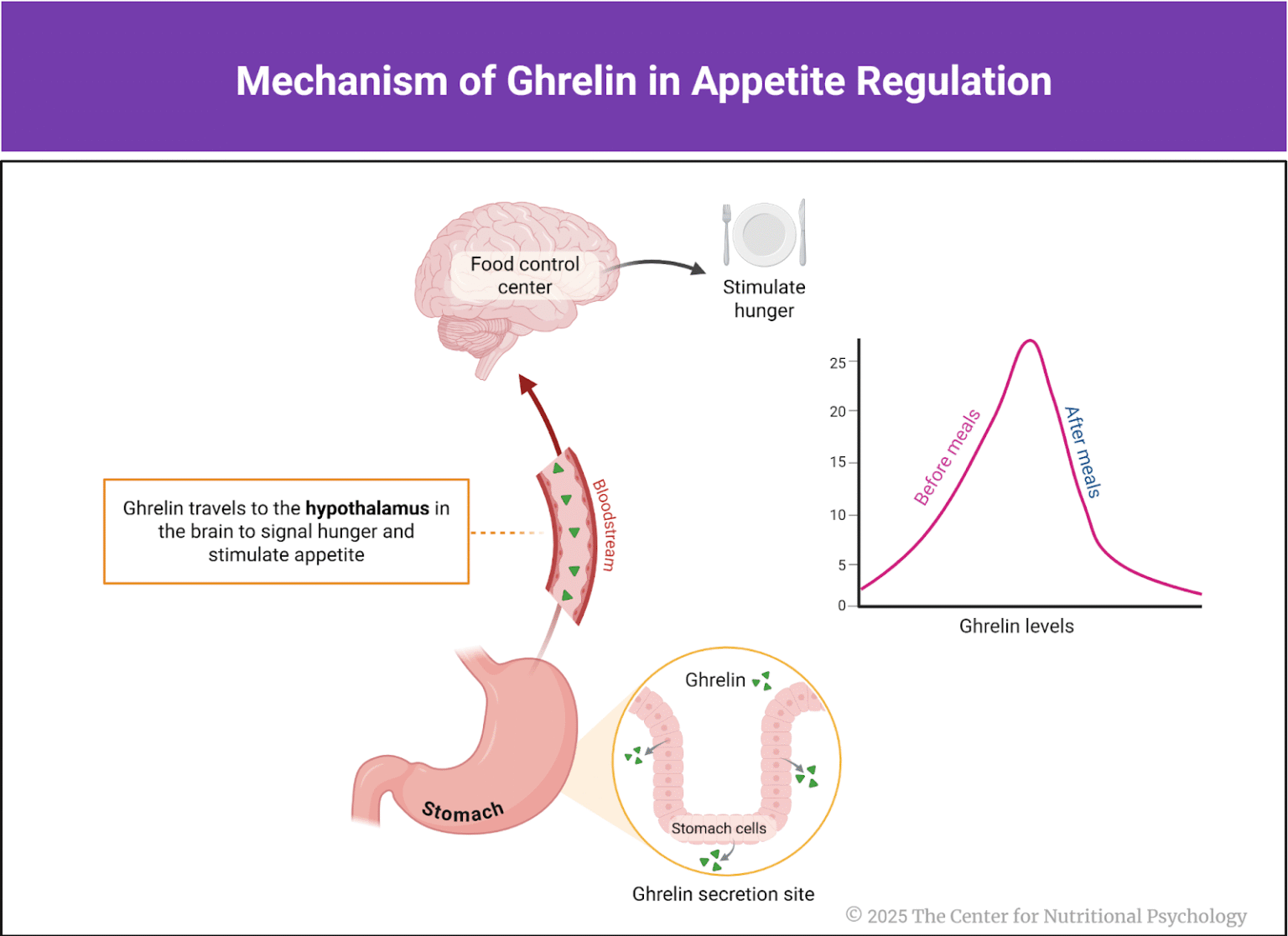 Psychological Experiences of Hunger Can Be General or Specific and ...
